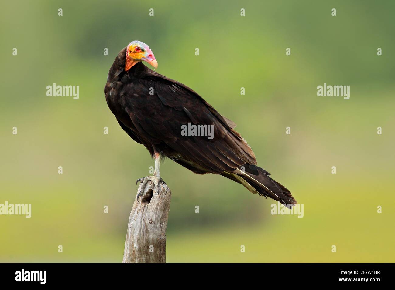 Lesser Yellow-headed Vulture, Cathartes burrovianus, Pantanal, Brazil ...