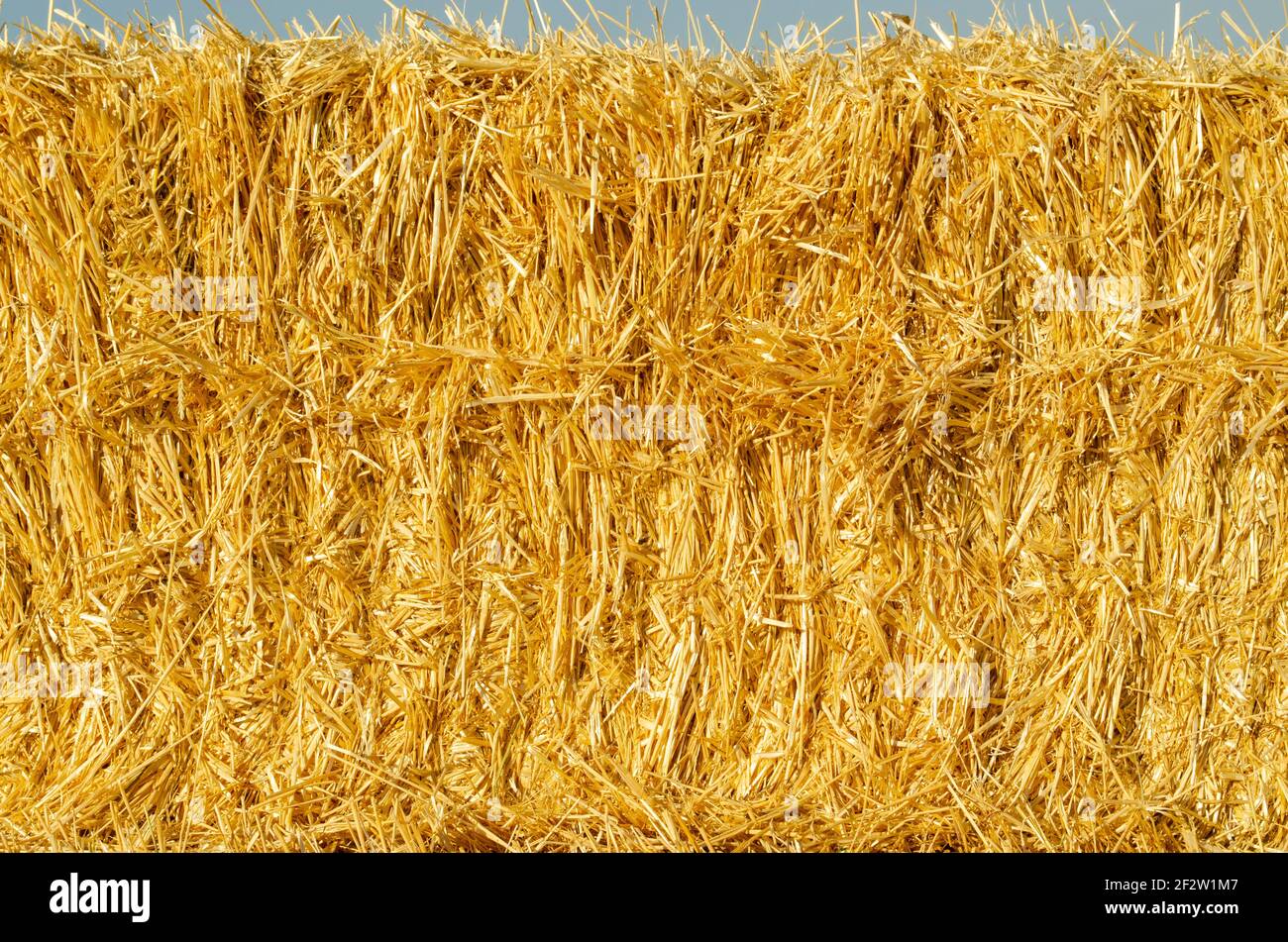 Hay bale background. Hay texture for agriculture concept Stock Photo ...