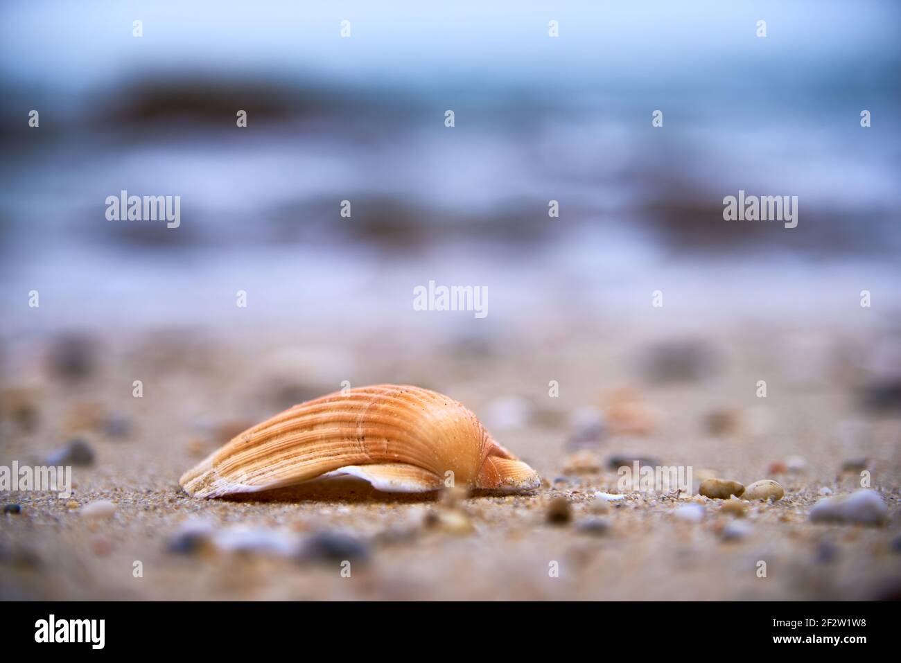 Scallop shell in the sand on the beach Stock Photo - Alamy