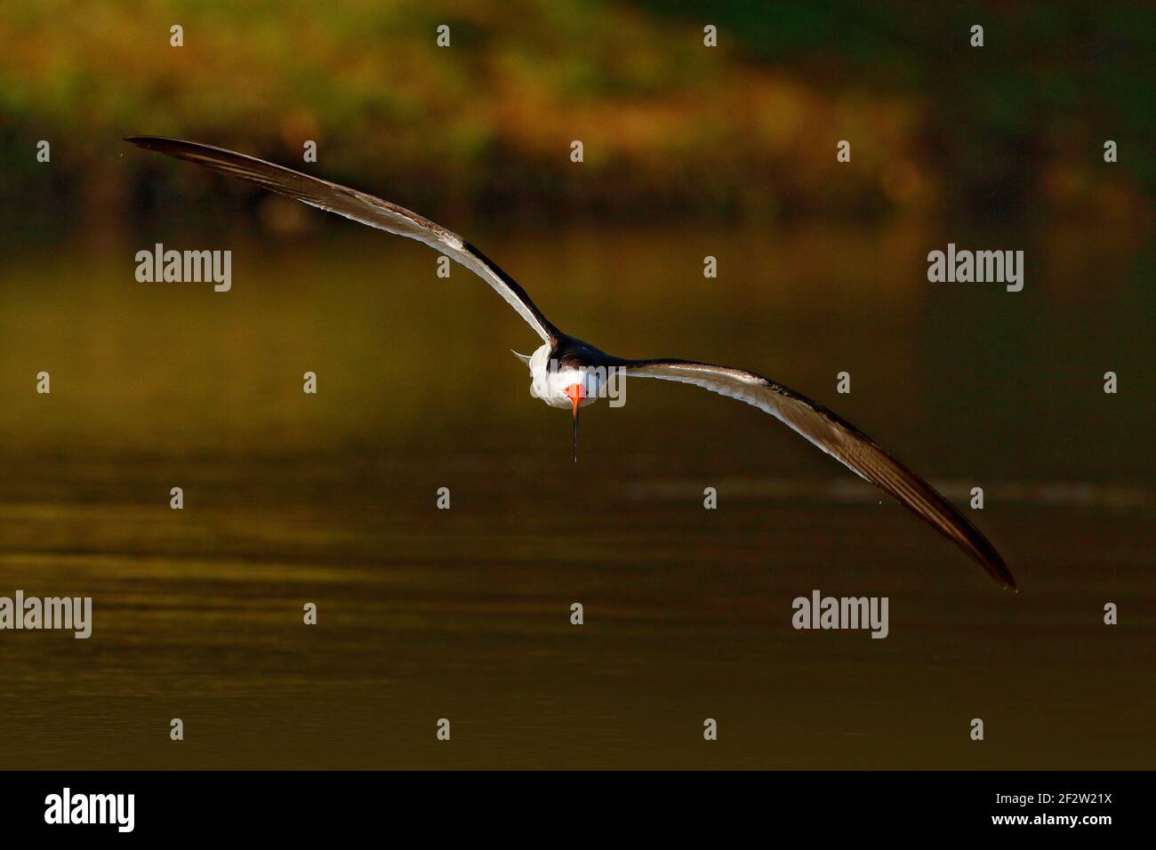 Black skimmer fly, in river, Rio Negro, Pantanal, Brazil. Skimmer ...