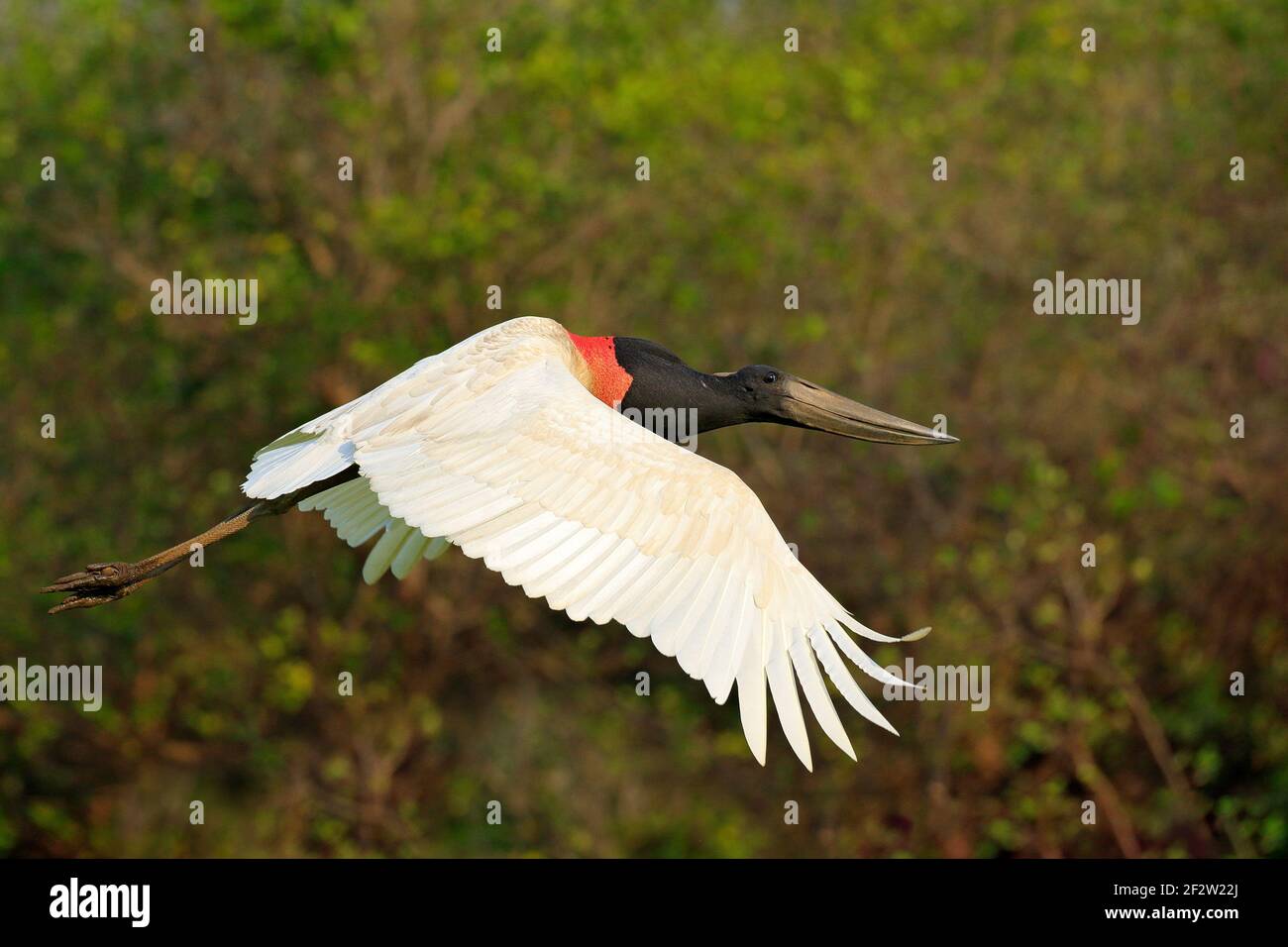 Jabiru stork fly. Jabiru, Jabiru mycteria, black and white bird in the ...