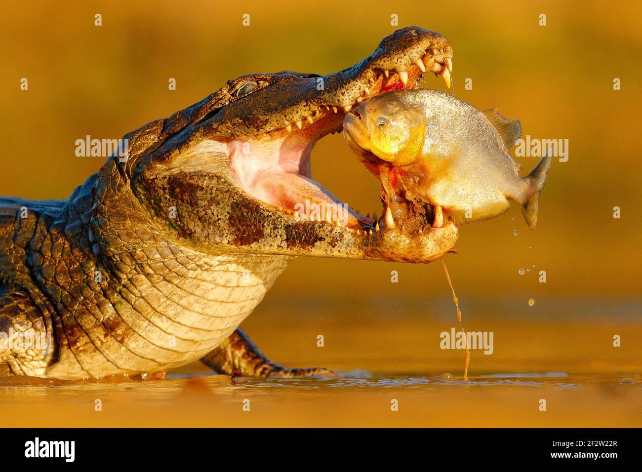 Caiman with piranha. Crocodile catch fish in river water, evening ...