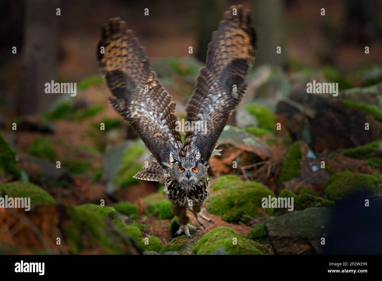 Owl in forest habitat, tree stump. Flying Eurasian Eagle Owl with open ...