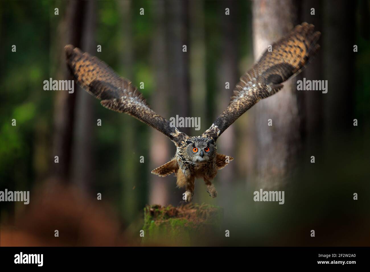 Owl in forest habitat, tree stump. Flying Eurasian Eagle Owl with open ...