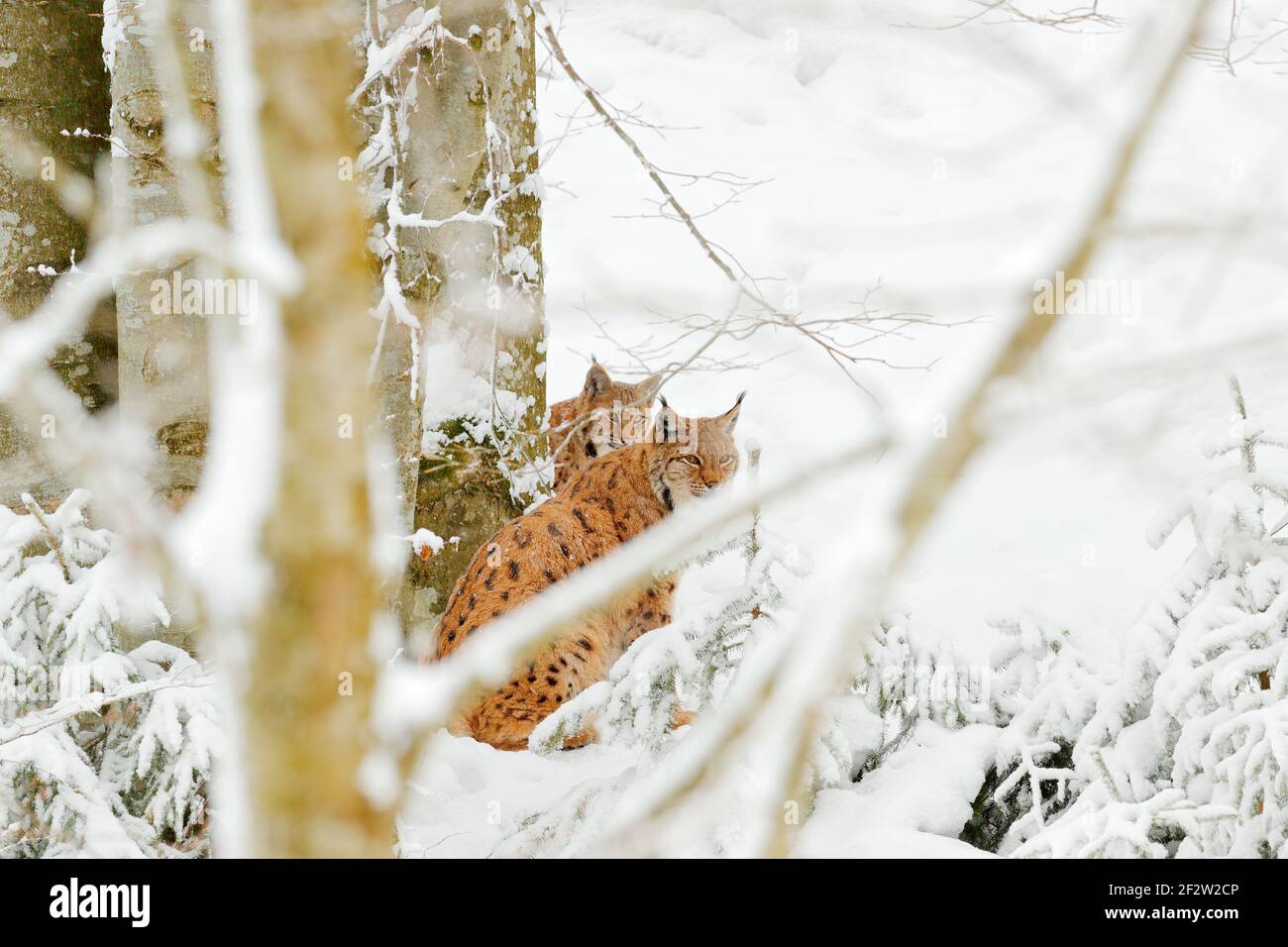 Lynx in snow forest. Eurasian Lynx in winter. Wildlife scene from Czech ...