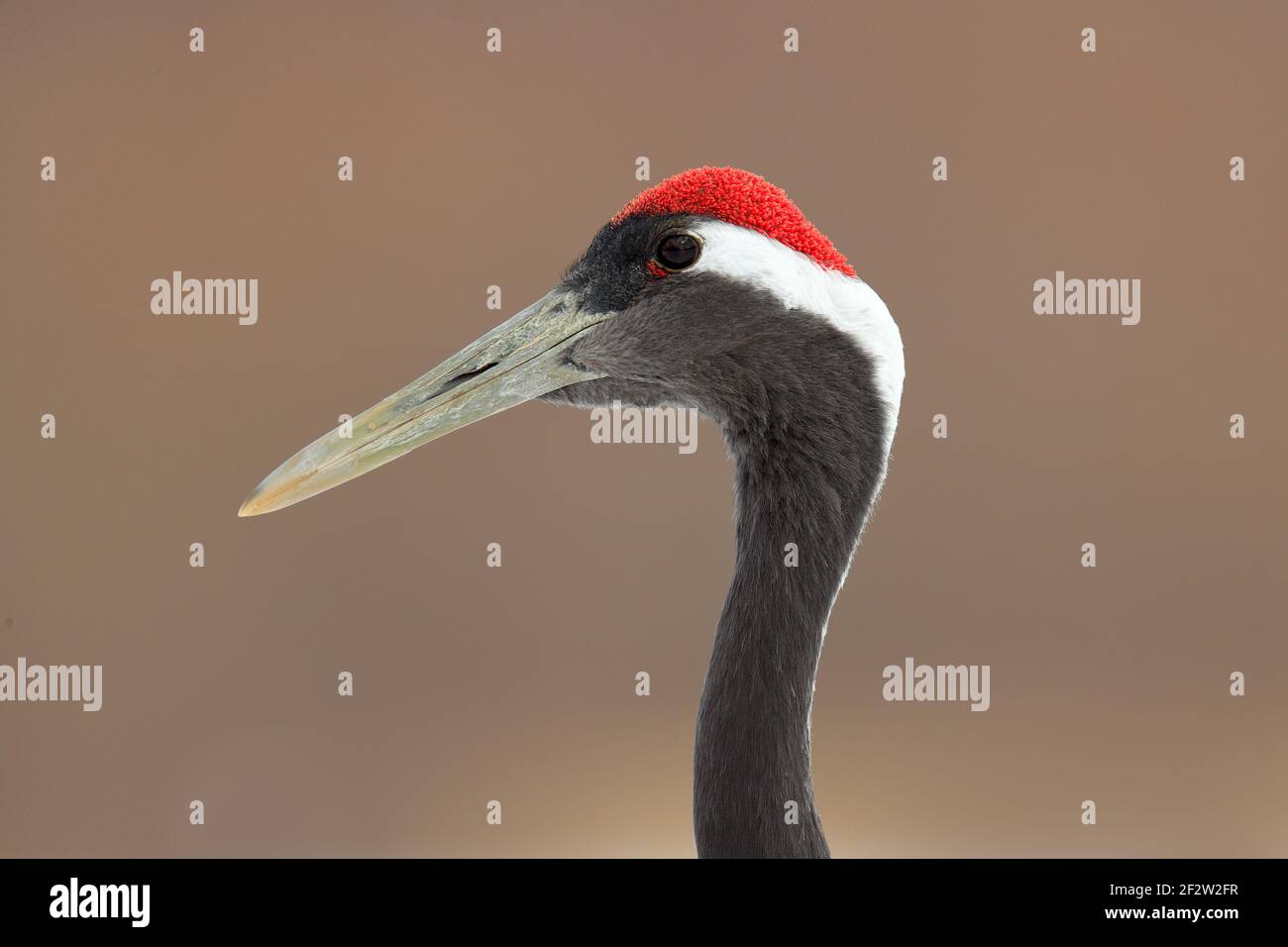 Detail portrait of Japan crane, red cap. Art view on bird portrait. Red ...