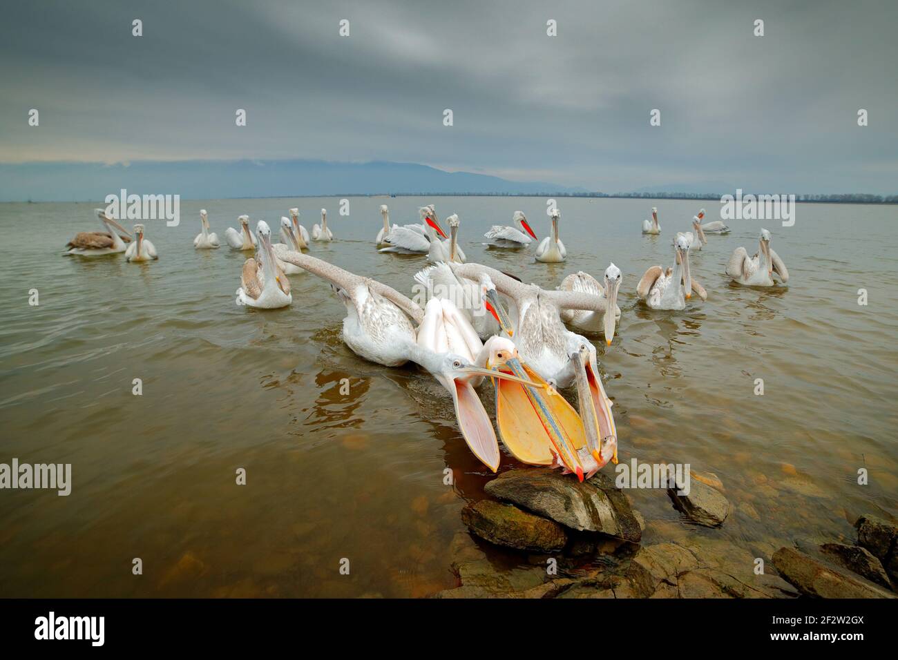 Dalmatian pelicans with fish, in Lake Kerkini, Greece. Palican with ...