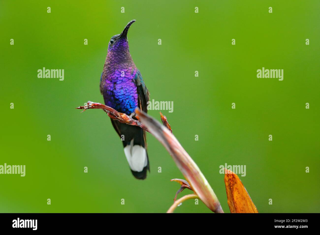 Tinny blue bird Violet Sabrewing with blurred green background. Tropic ...