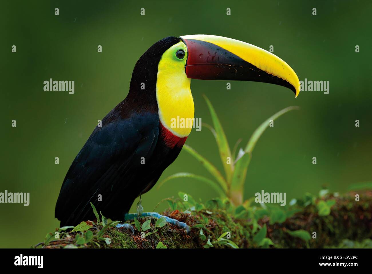 Bird with big bill. Rainy season in America. Chestnut-mandibled toucan ...