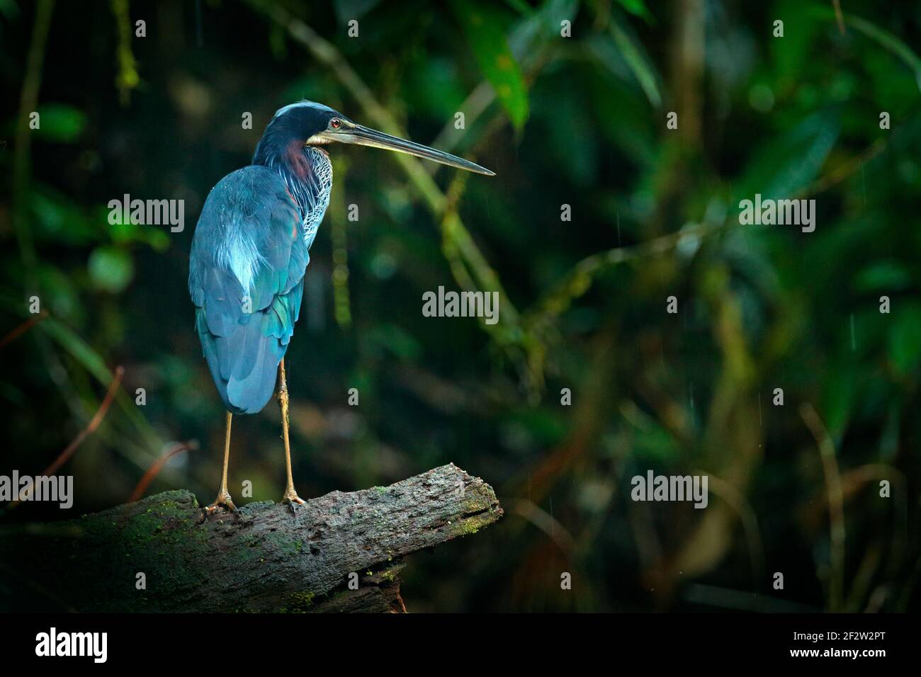 Agami bird hi-res stock photography and images - Alamy