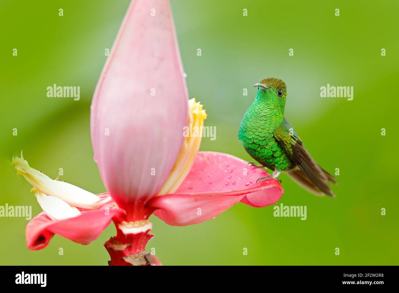 Costa Rica, Coppery-headed emerald, Elvira cupreiceps. Hummingbird in ...