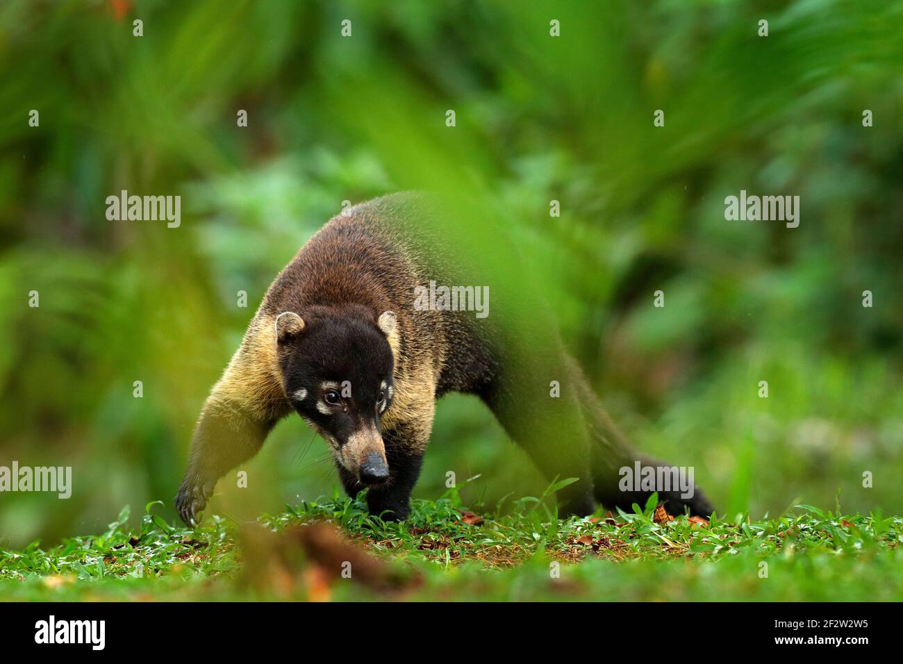 Raccoon, Procyon lotor, on the tree in National Park Manuel Antonio ...