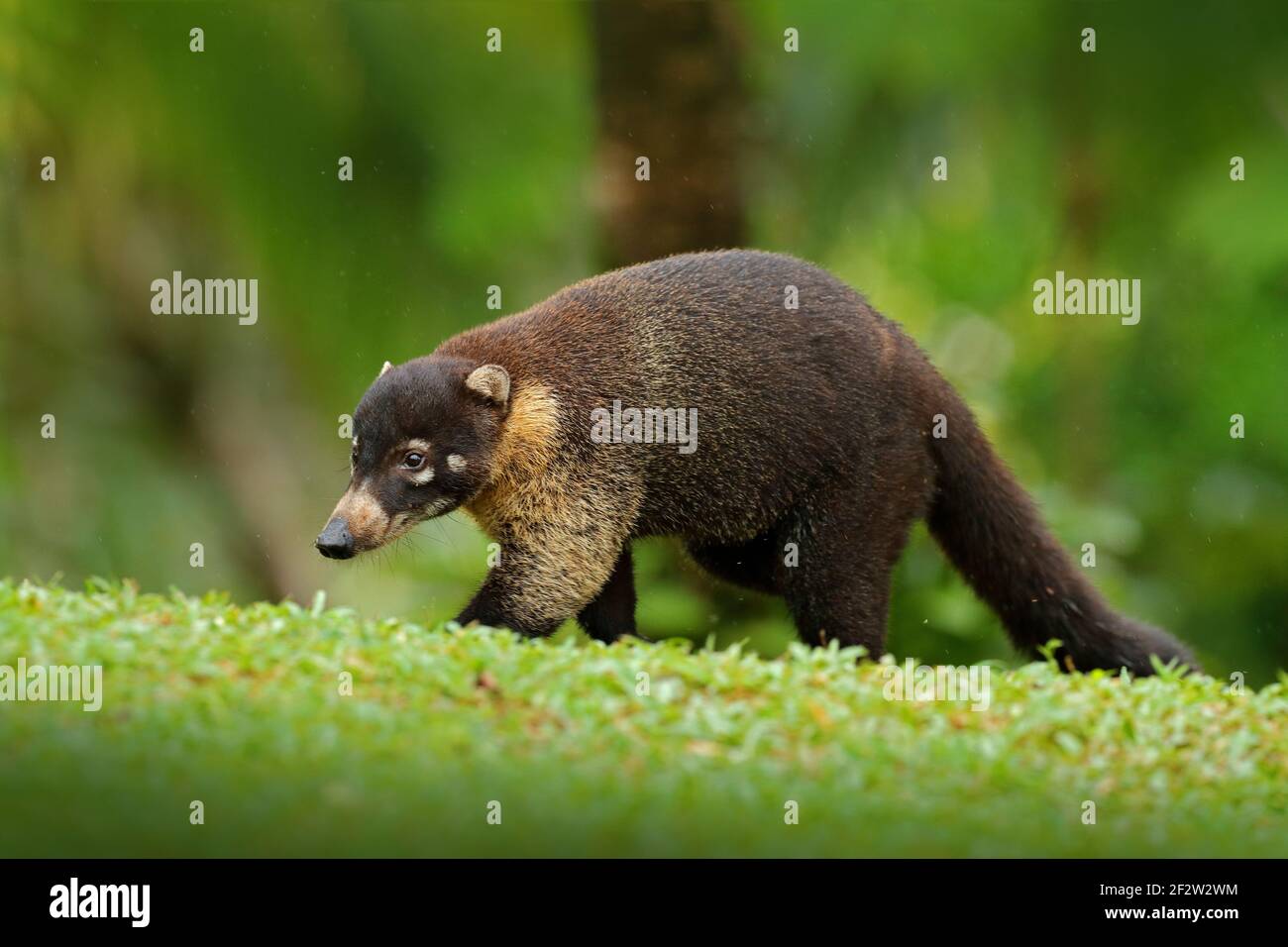 Raccoon, Procyon lotor, in green grass, tropic junge, Costa Rica ...