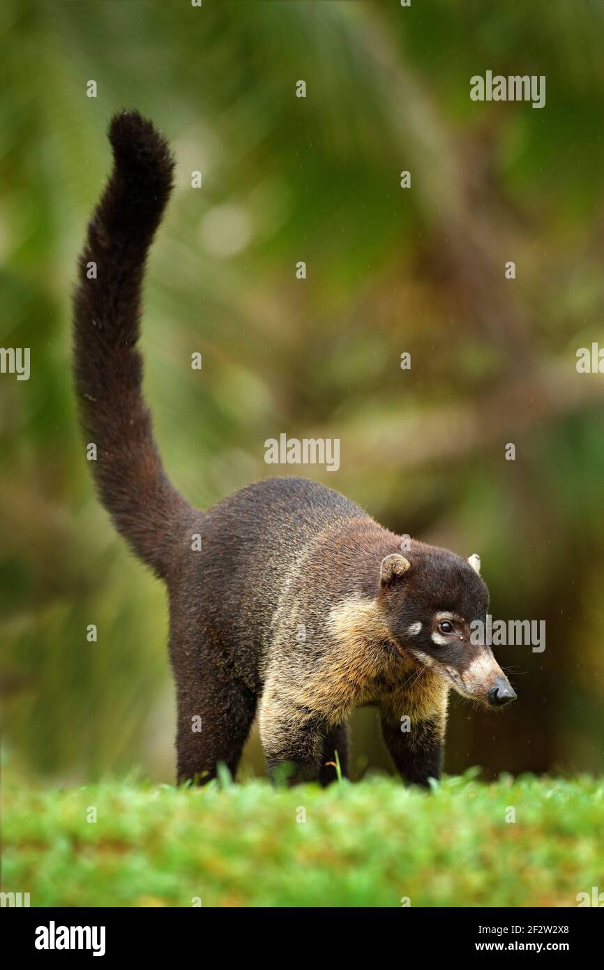 Raccoon, Procyon lotor, in green grass, tropic junge, Costa Rica ...