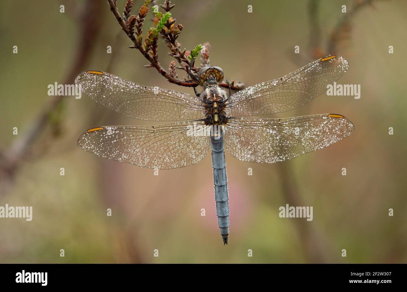 Male Keeled Skimmer dragonfly roosting on heather, covered in dewdrops ...