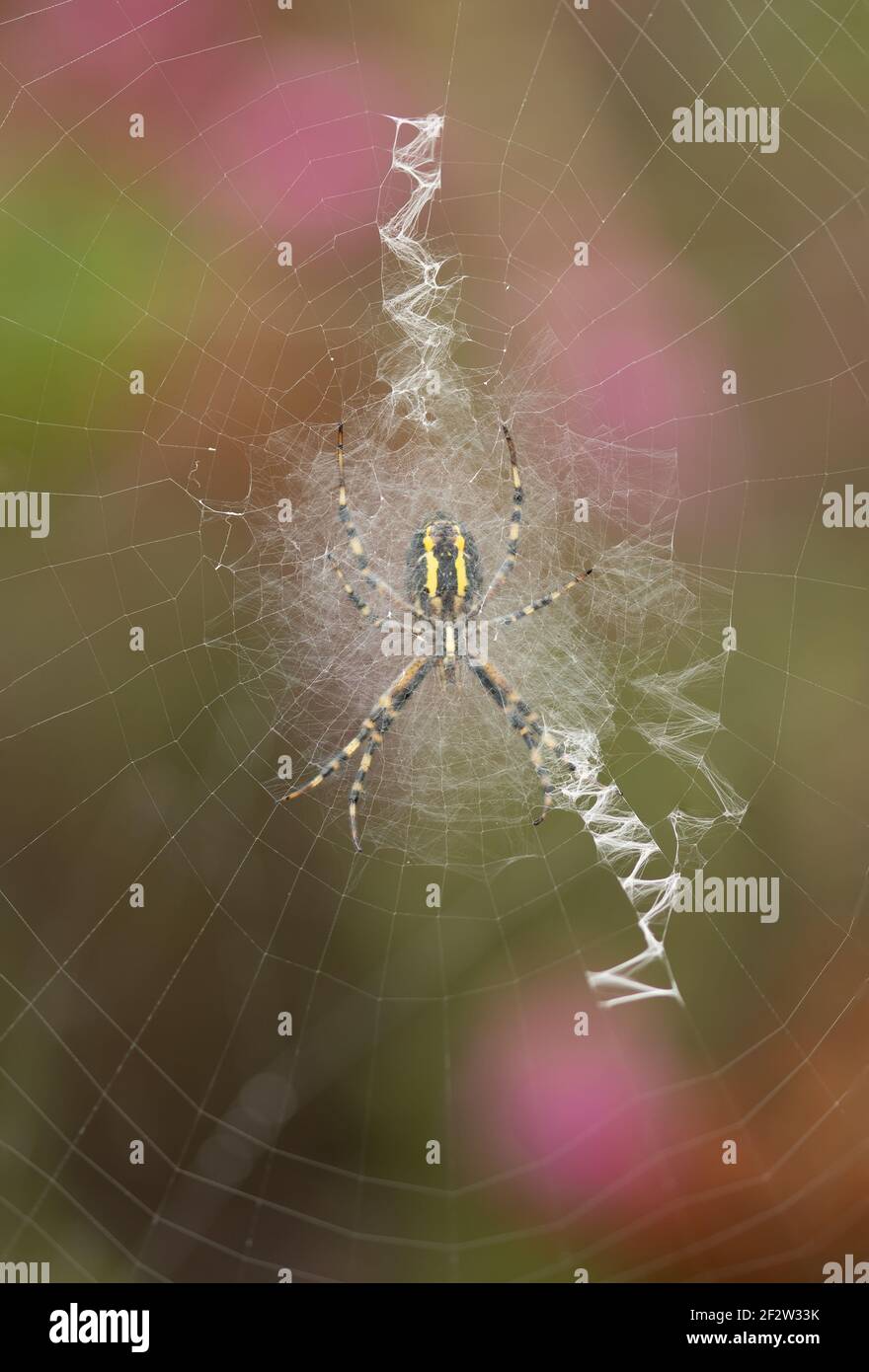 A female wasp spider sitting in it's web clearly showing the wide, white zig-zag strip ...