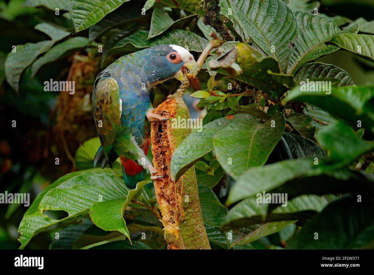 Close-up of head. Portrait of parrot, green leave. Pair of birds, green ...