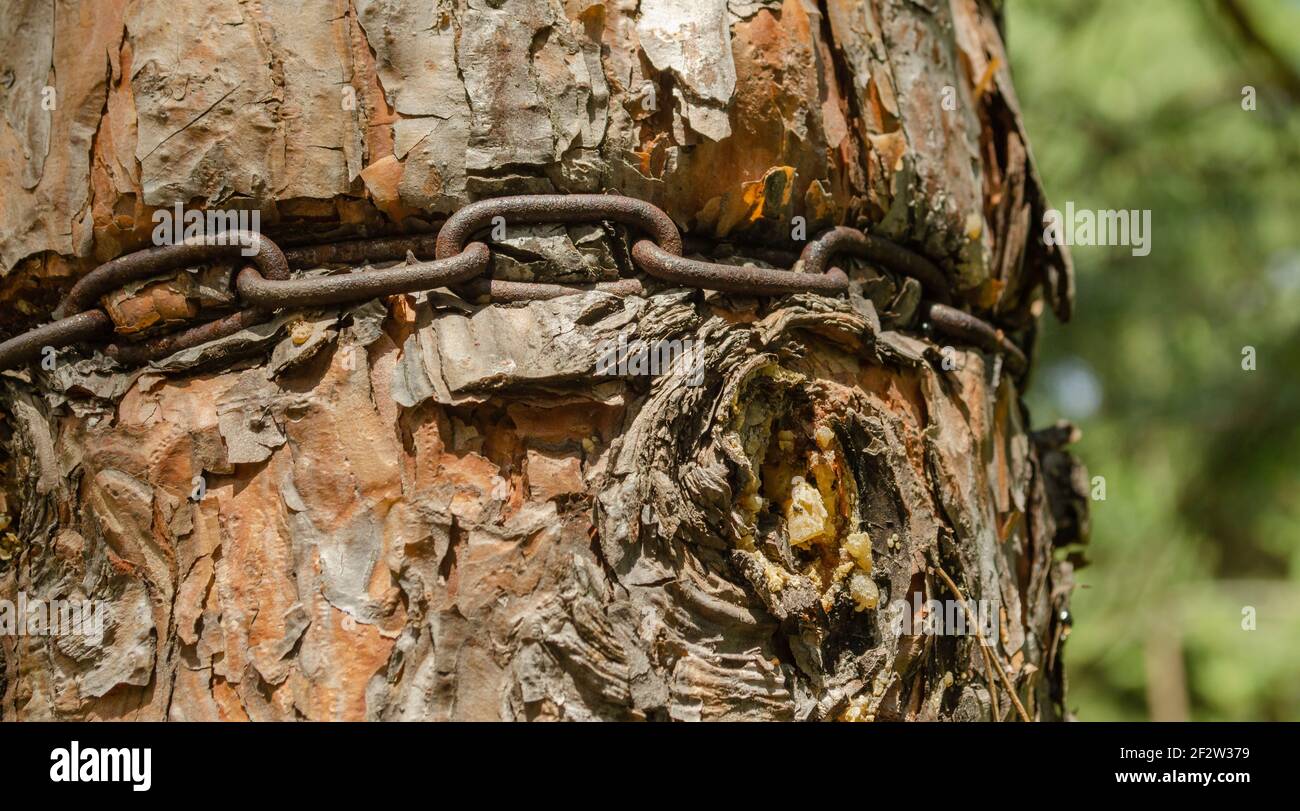 Strand of iron chain are tied around a thick tree and absorbed into the ...