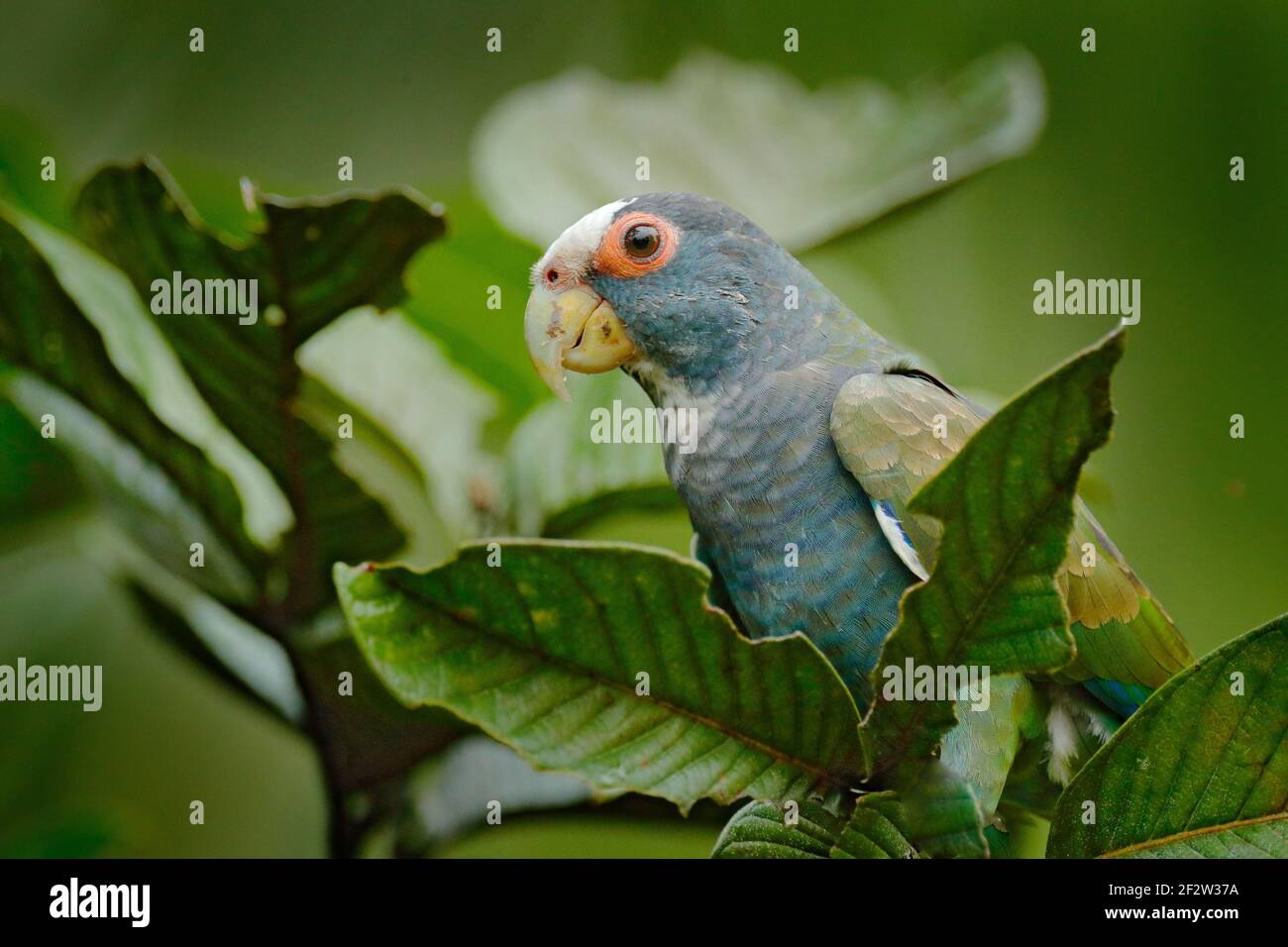 White crowned parrot pionus senilis hi-res stock photography and images ...