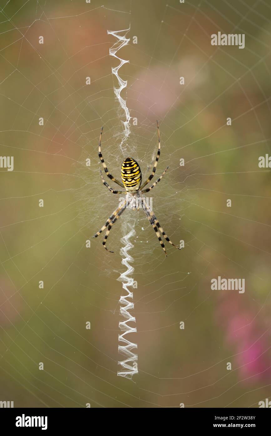 A female wasp spider sitting in it's web clearly showing the wide, white zig-zag strip ...