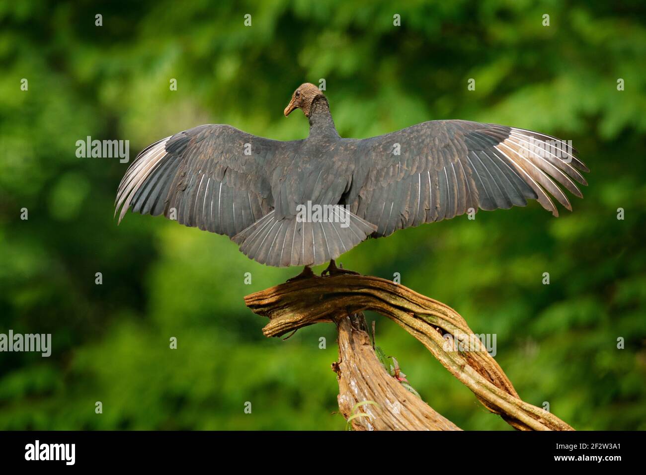 Open vile hi-res stock photography and images - Alamy