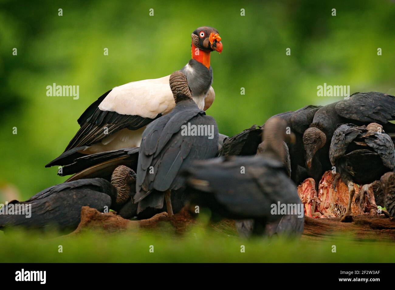 King vulture, Sarcoramphus papa, with carcas and black vultures. Red ...