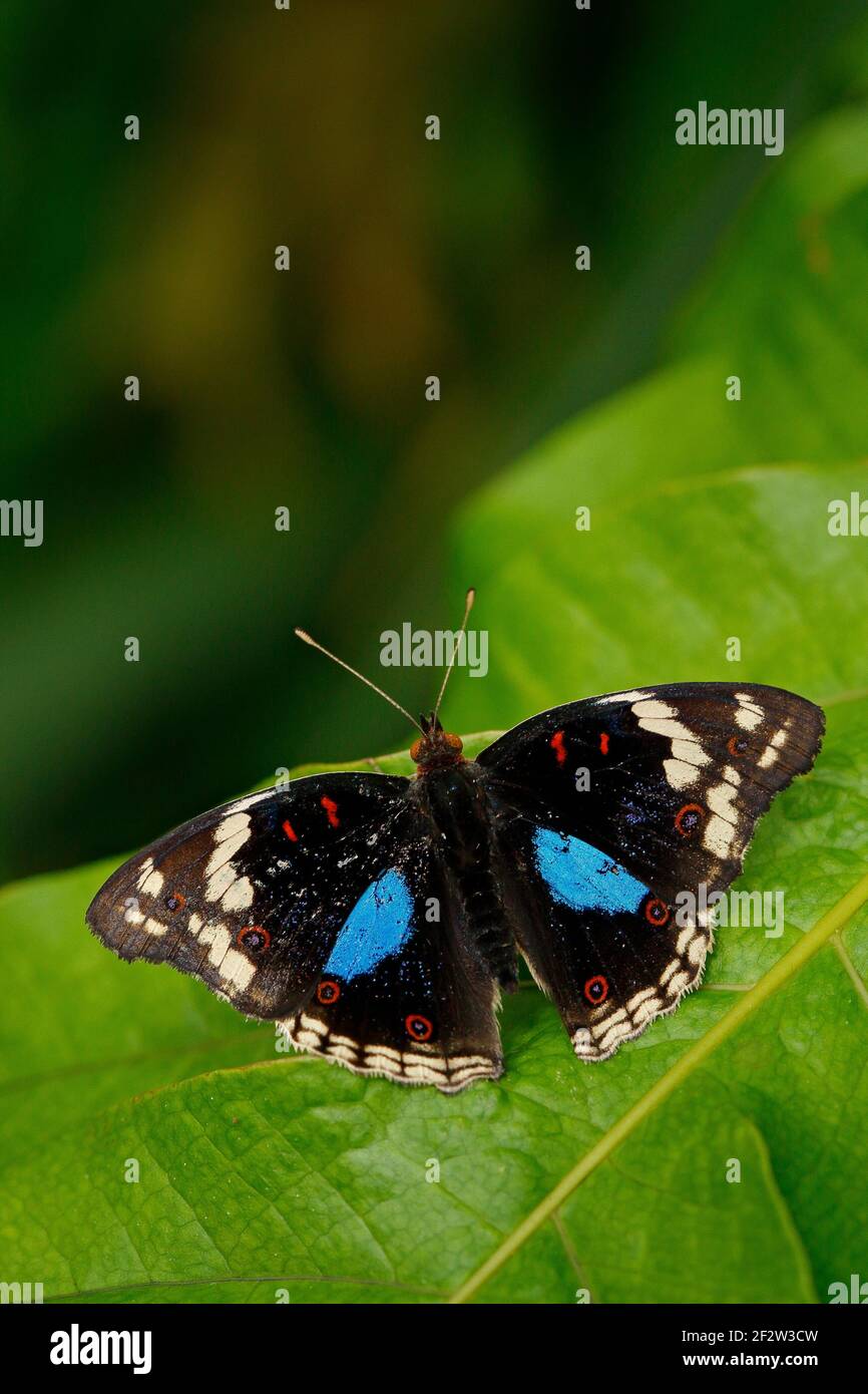 Atlas blue butterfly hi-res stock photography and images - Alamy