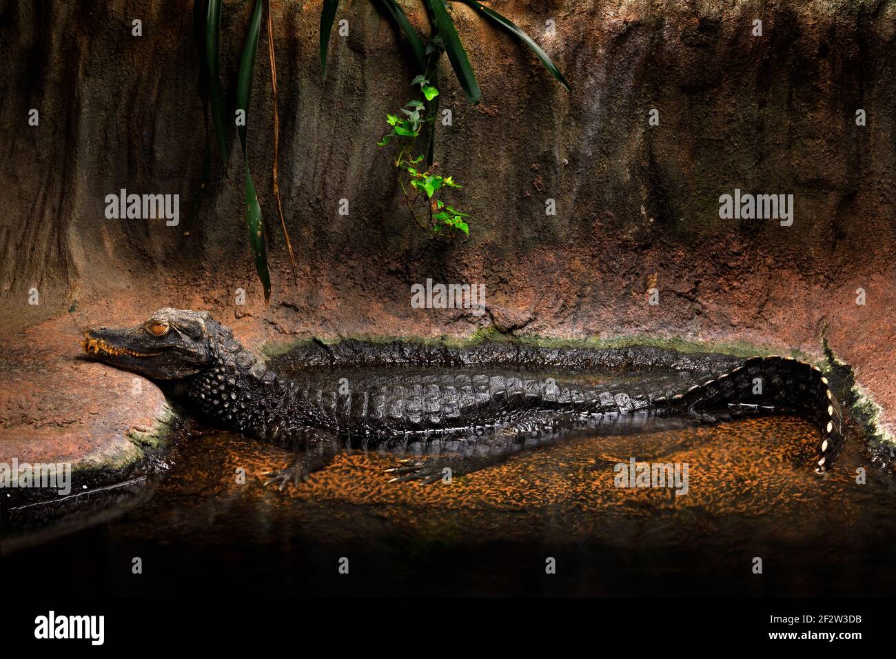 Cuvier's dwarf caiman hi-res stock photography and images - Alamy