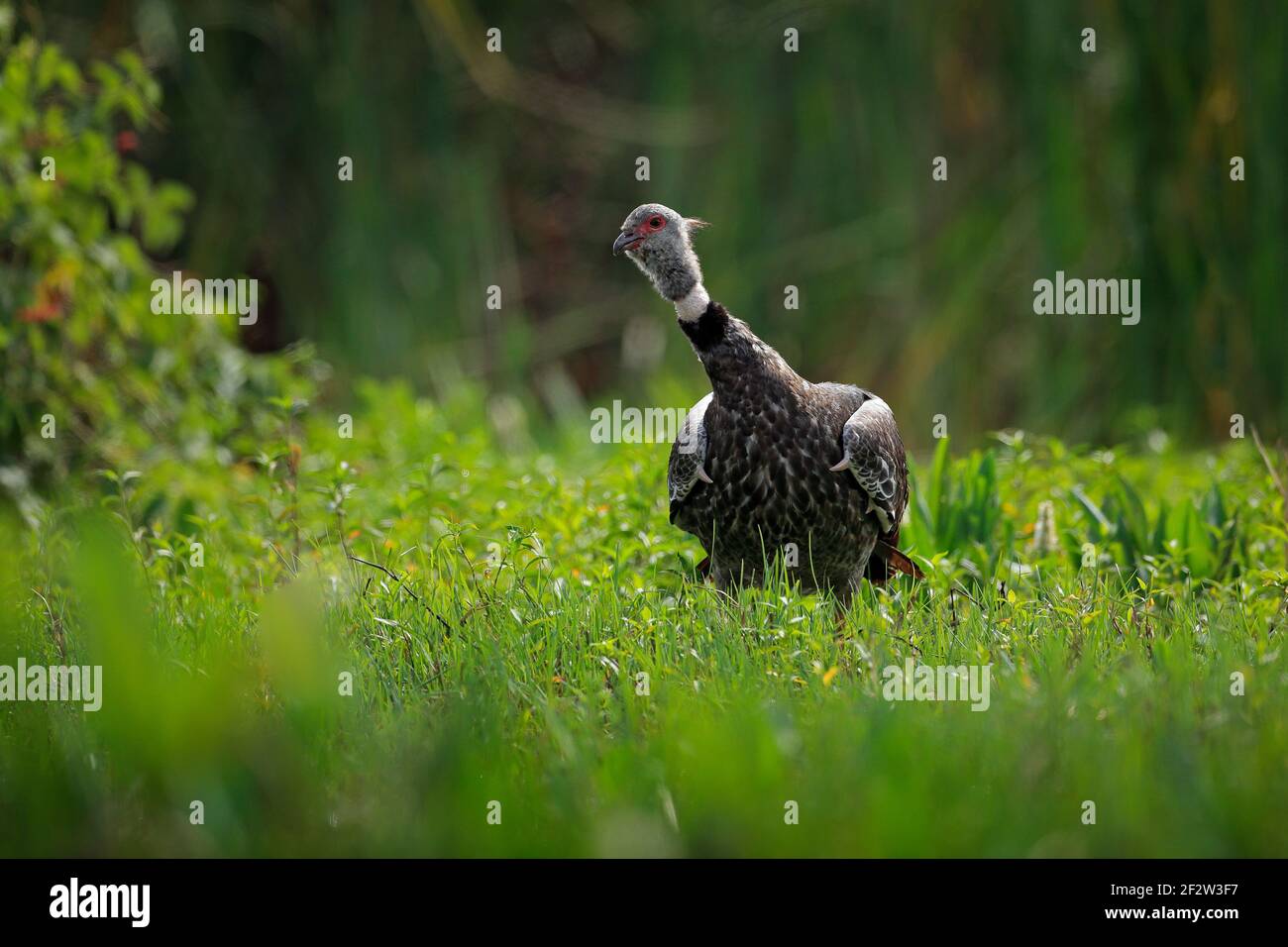 Southern Screamer, Chauna torquata, water green vegetation, Pantanal ...