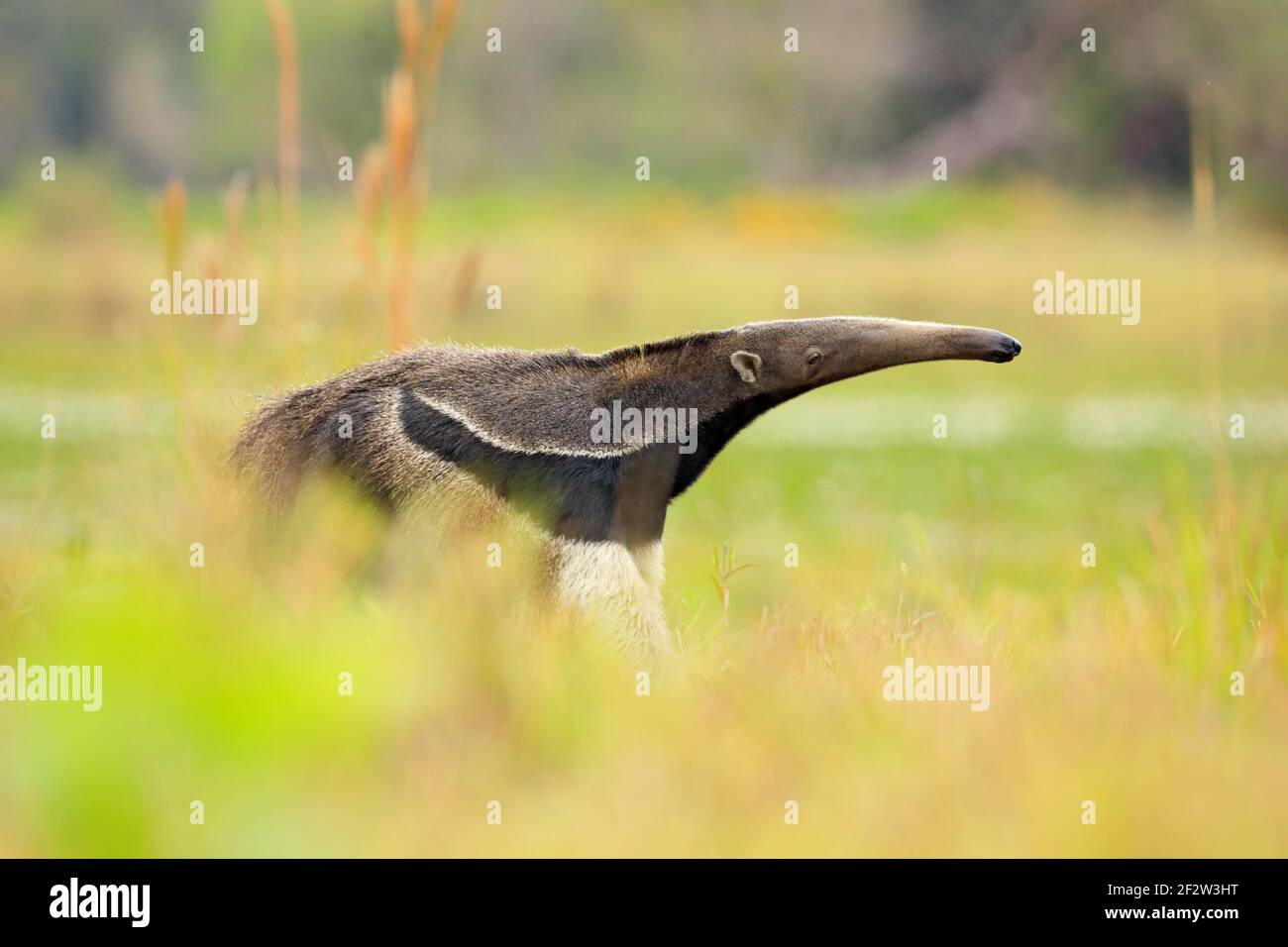 Anteater, cute animal from Brazil. Giant Anteater, Myrmecophaga ...