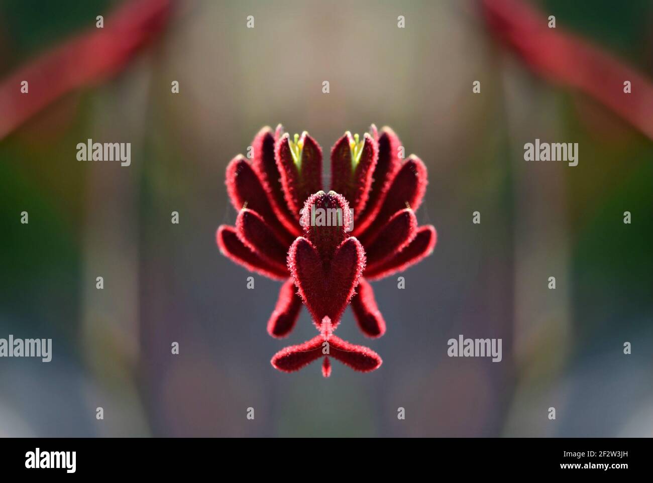 Anigozanthos Rufus an exotic ornamental plant with unique, velvety ...