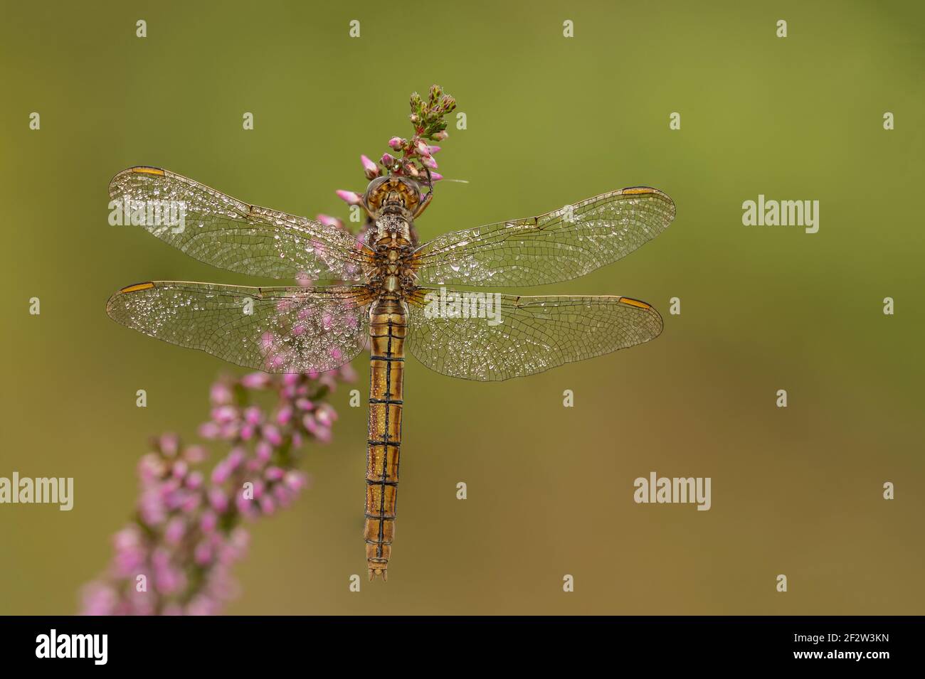 Female Keeled Skimmer dragonfly roosting on heather, covered in ...