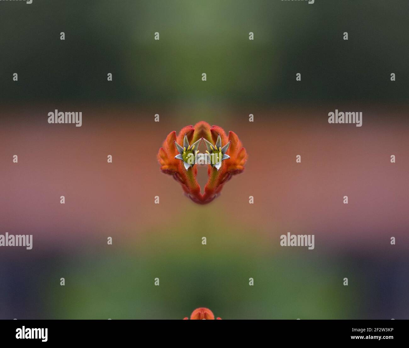 Anigozanthos Rufus an exotic ornamental plant with unique, velvety ...