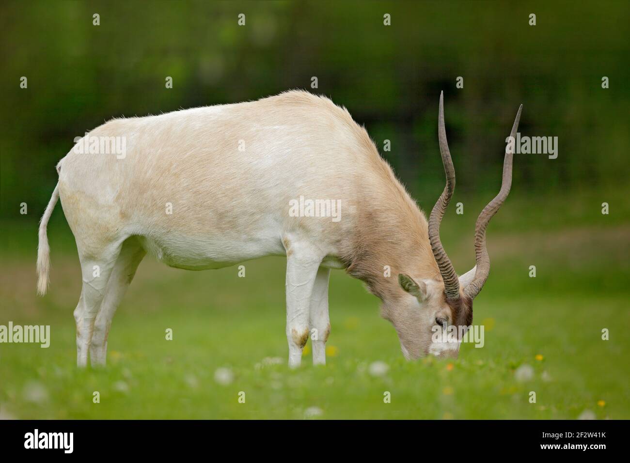 Addax, Addax nasomaculatus, white antelope, rainy season in Namibia ...