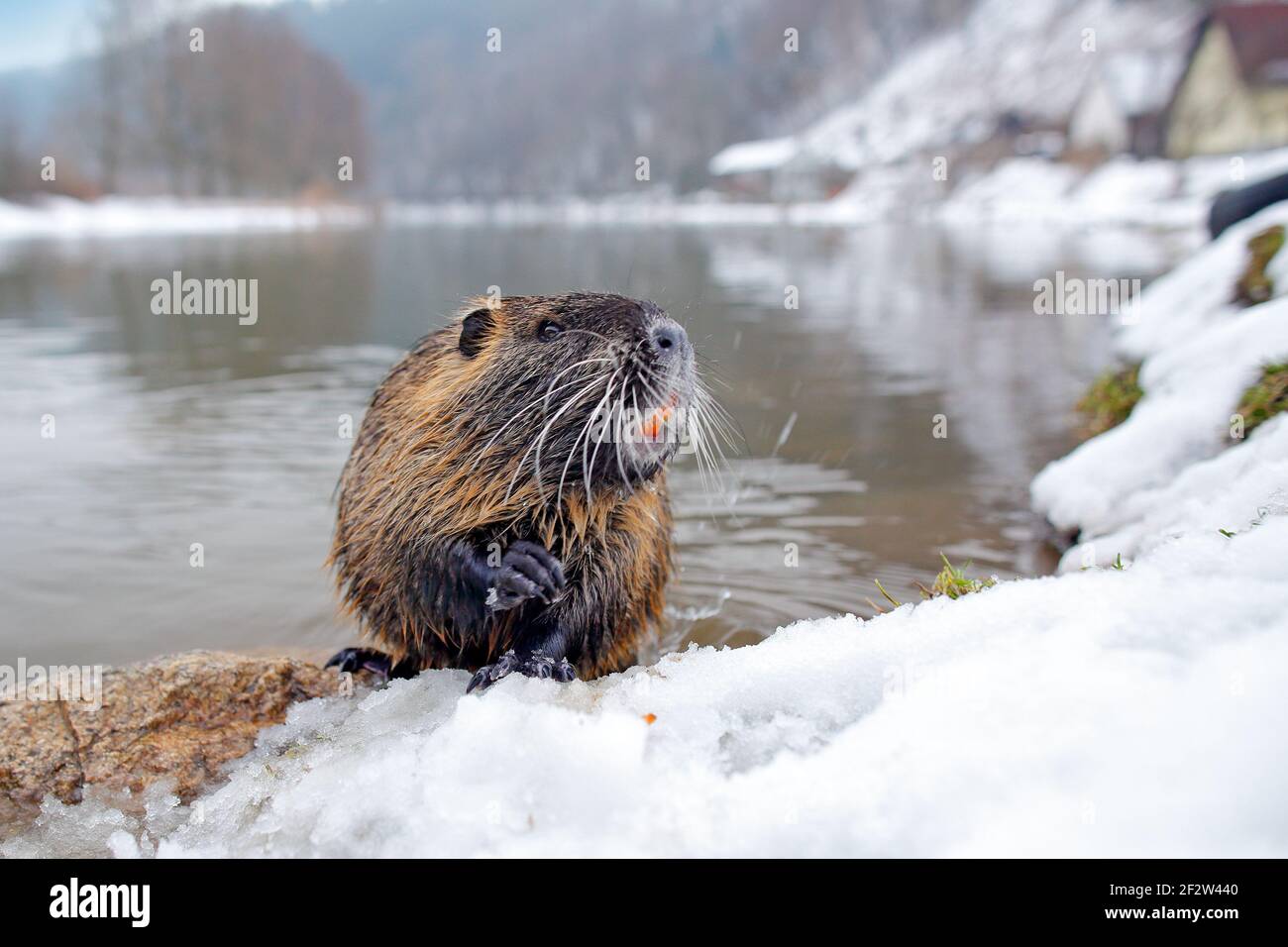 Big nutria hi-res stock photography and images - Alamy