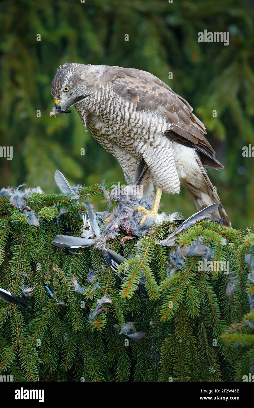Jay Hawk High Resolution Stock Photography and Images - Alamy