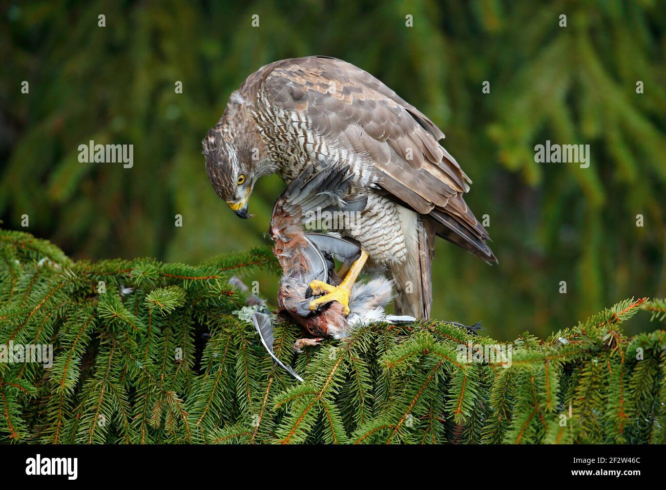 Goshawk, forest habitat. Hawk from Germany. Wildlife scene from wild ...