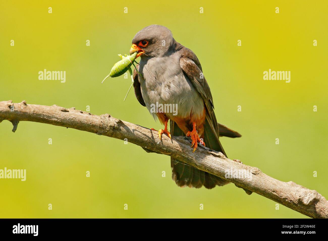 Falcon with catch locust grasshopper. Red-footed Falcon, Falco ...