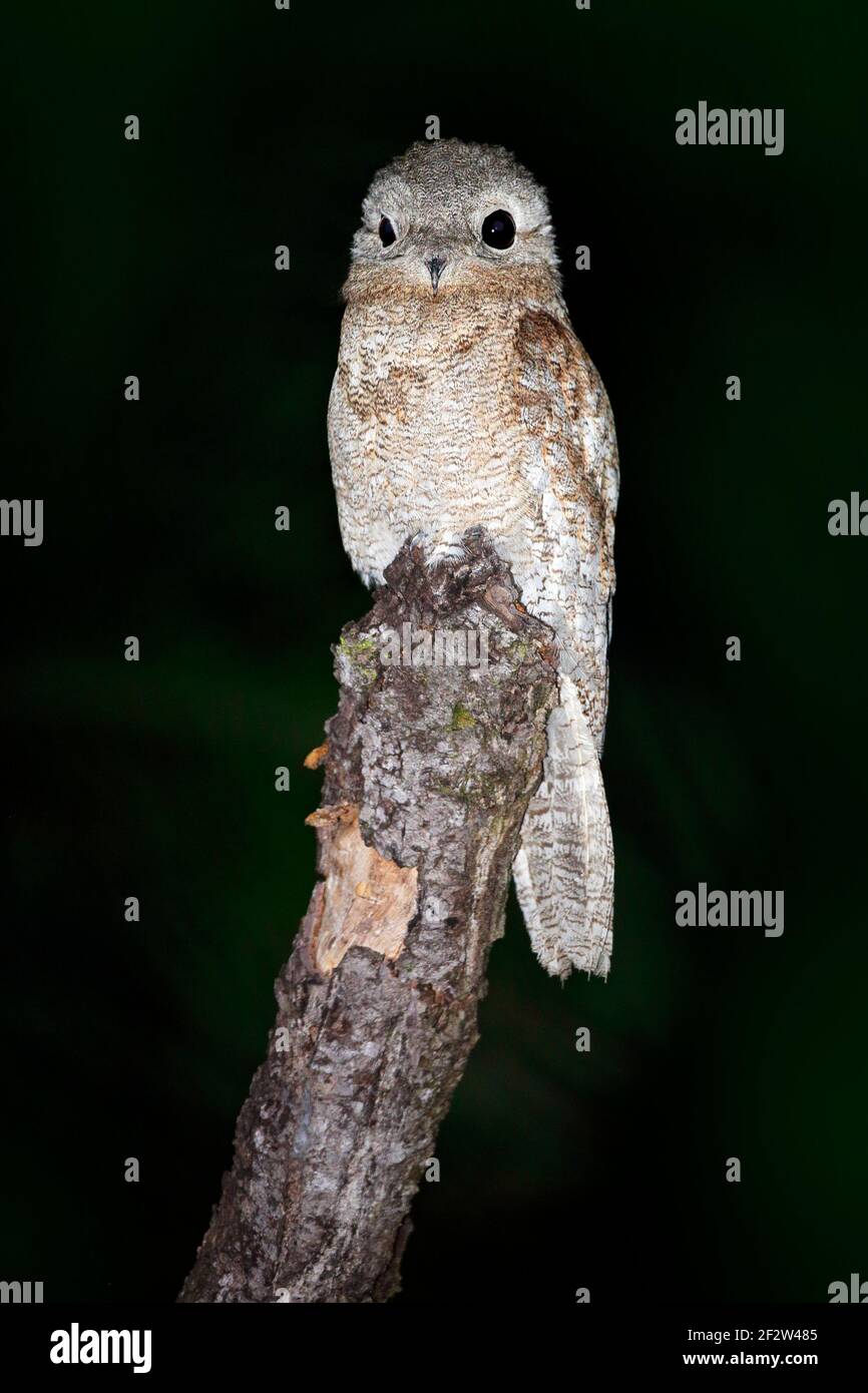 Night bird. Common Potoo, Nyctibius griseus, nocturnal tropic bird ...