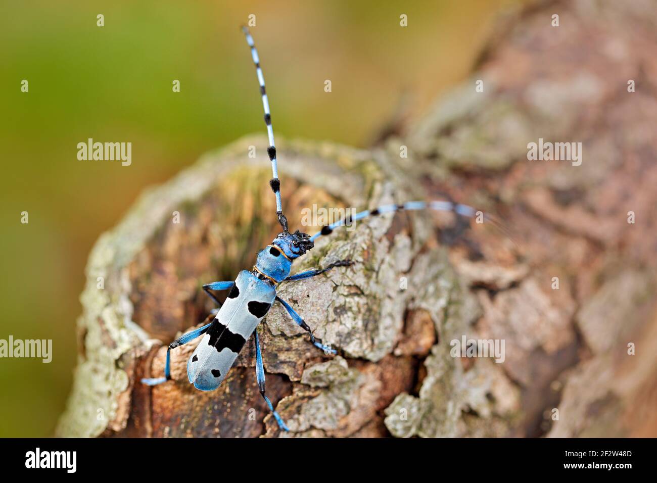 Beautiful blue incest with long feelers. Blue insect. Rosalia Longicorn ...