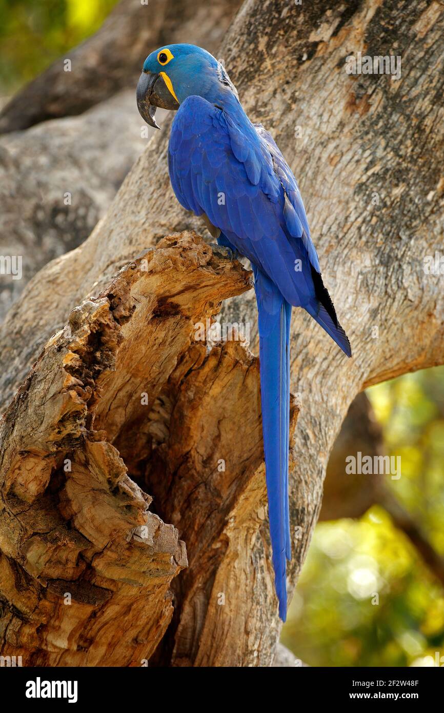 Hyacinth Macaw, Anodorhynchus hyacinthinus, blue parrot. Portrait big ...