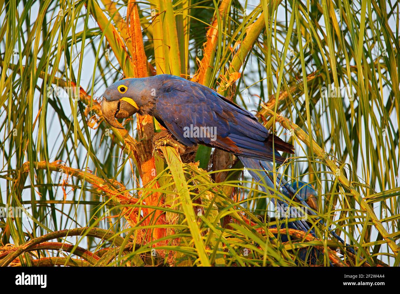Macaw on palm tree. Beautiful rare bird in the nature habitat. Wildlife ...