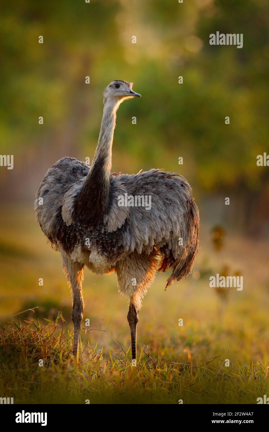 Greater Rhea, Rhea americana, big bird with fluffy feathers, animal in ...