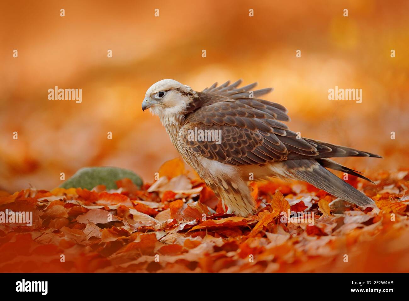 Lanner Falcon, Falco biarmicus, Africa rare bird of prey with orange ...