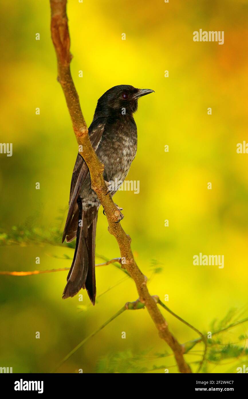 Drongo in flight hi-res stock photography and images - Alamy