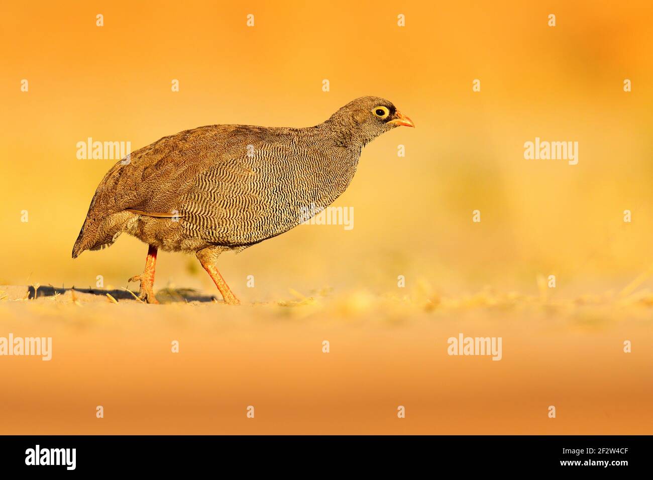Red Billed Spurfowl Pternistis Adspersus High Resolution Stock ...