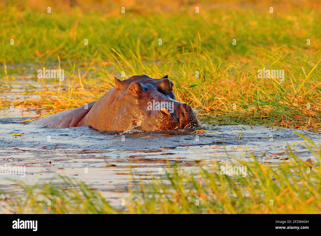 Hippo in river water. Wildlife Africa. African Hippopotamus ...
