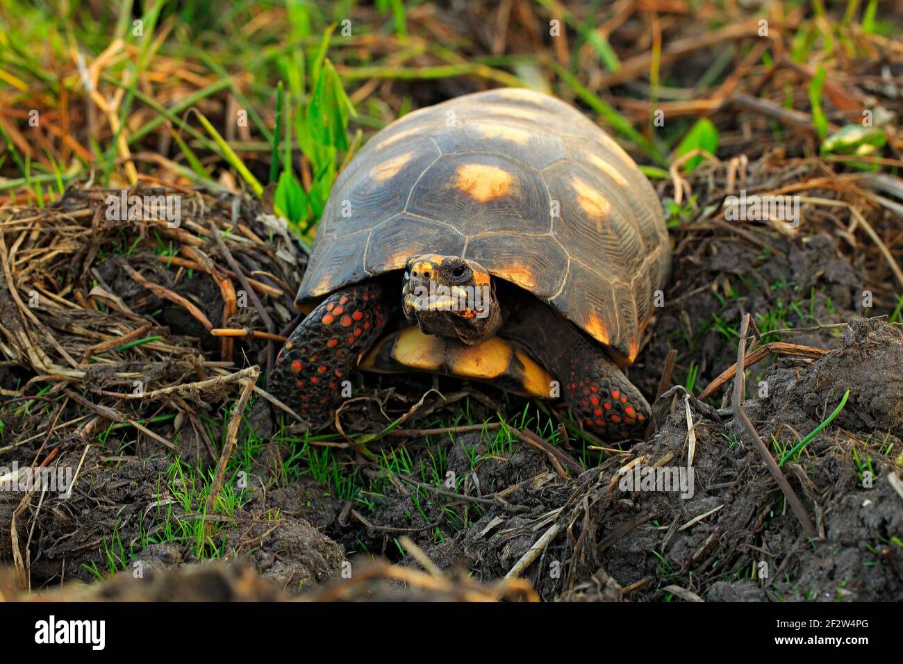 Red-footed tortoise, Chelonoidis carbonarius, turtle from Pantanal ...