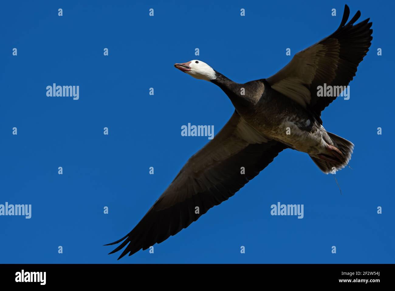 Snow geese flying in formation in the late afternoon sun during spring ...