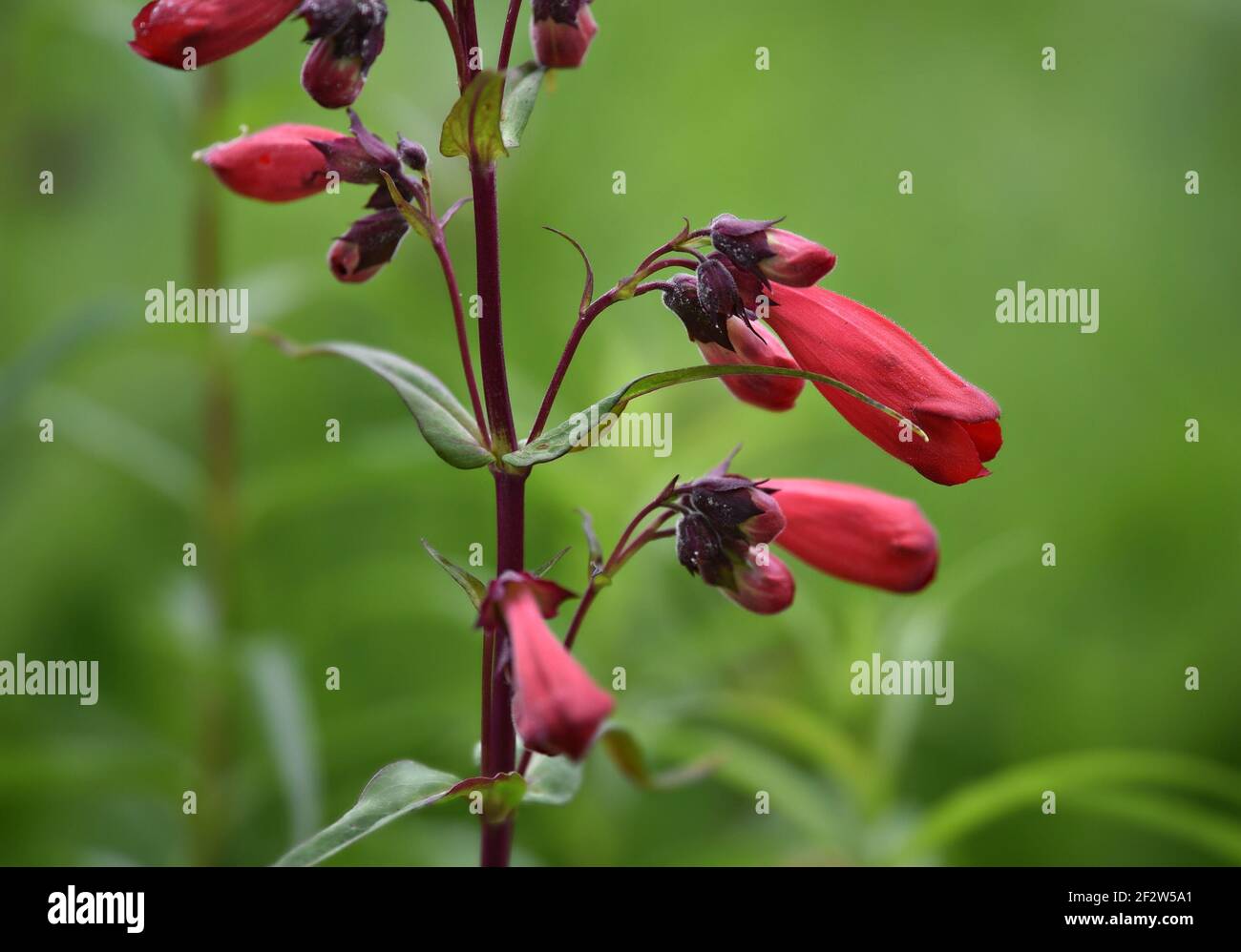 Penstemon "Garnet", a bushy semi-evergreen perennial with garnet-red ...